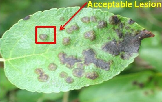 Plant & Soil Health Diagnostics - Agriculture and Food Laboratory