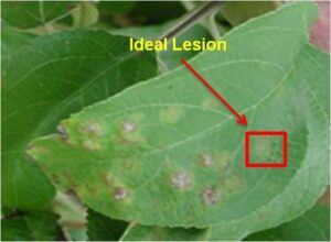Plant & Soil Health Diagnostics - Agriculture and Food Laboratory
