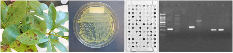 Plant & Soil Health Diagnostics - Agriculture and Food Laboratory