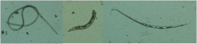 Plant & Soil Health Diagnostics - Agriculture and Food Laboratory